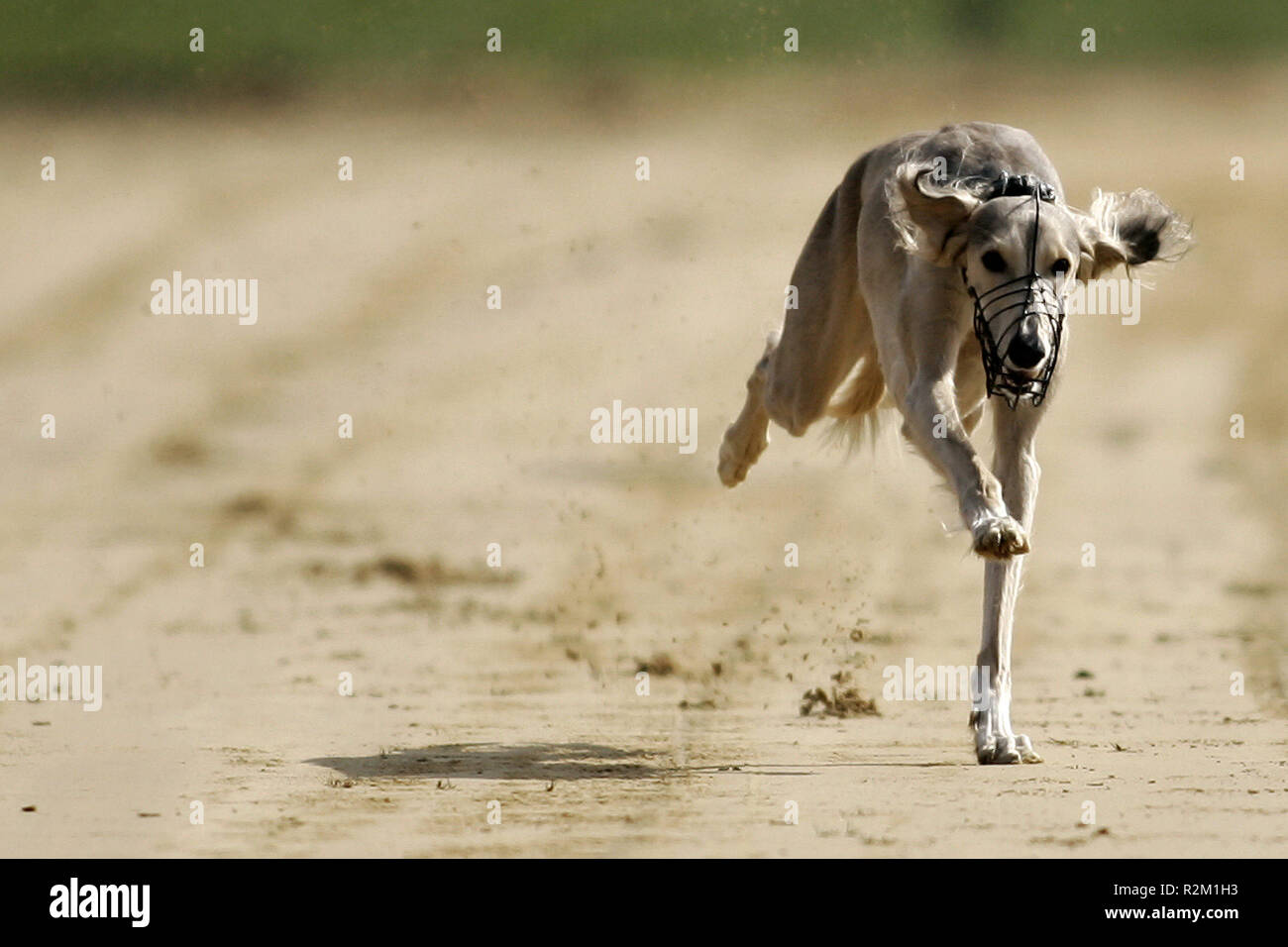 Saluki Running Speed