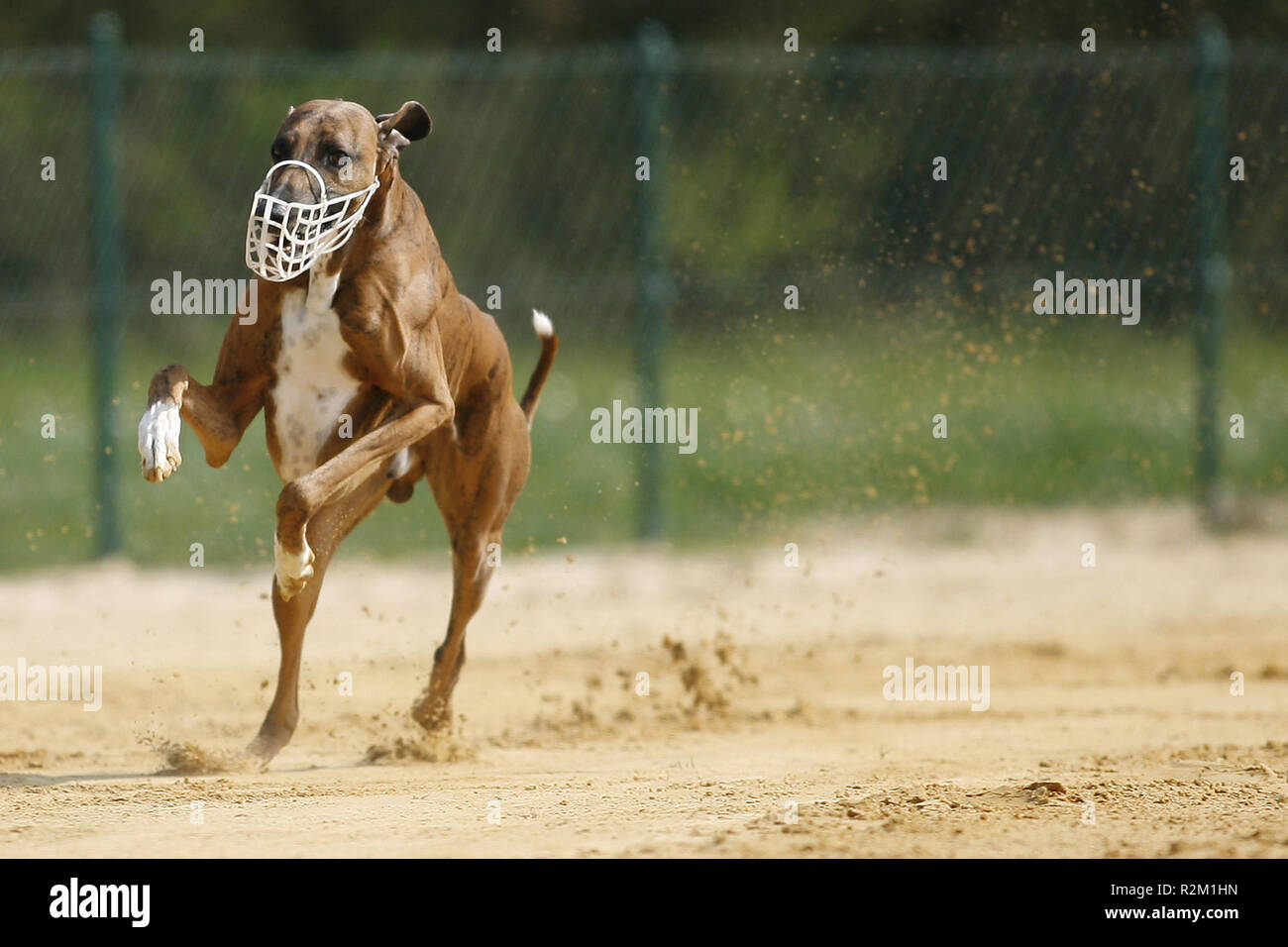 African greyhound hi-res stock photography and images - Alamy