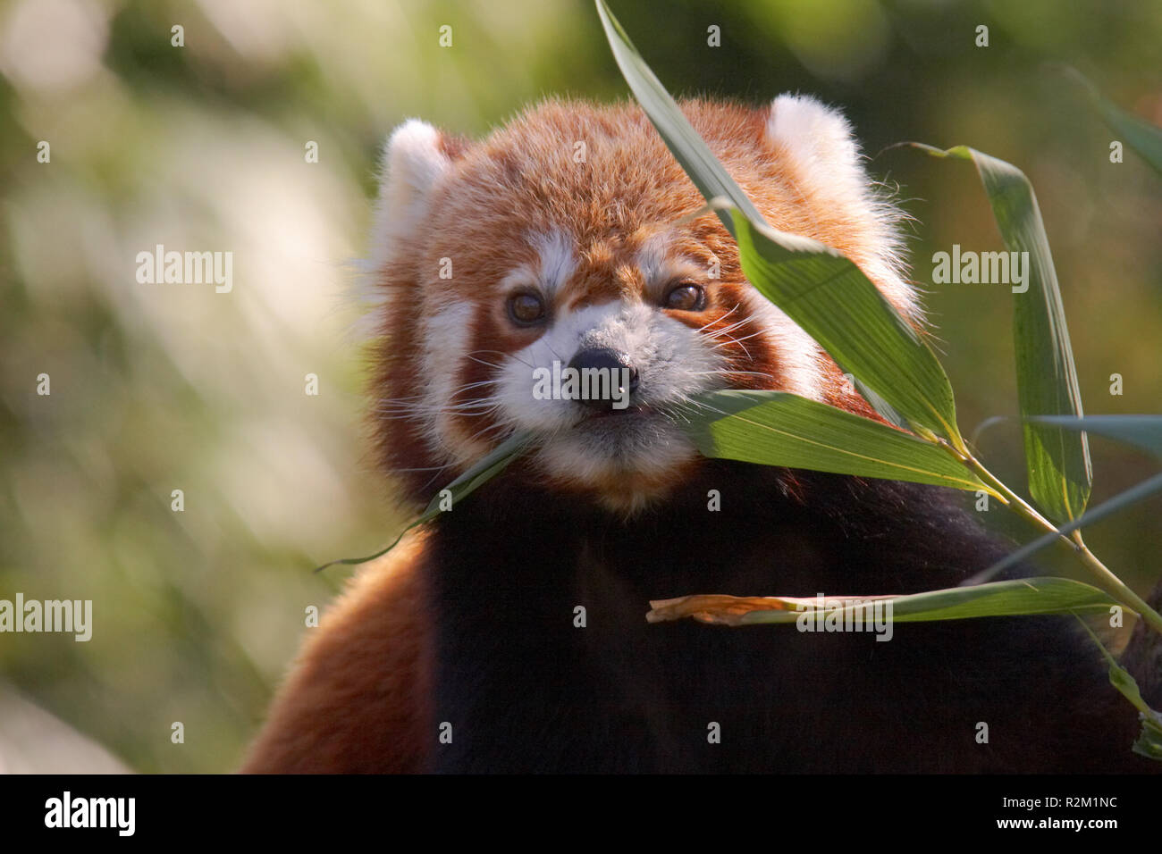 little panda bear Stock Photo - Alamy