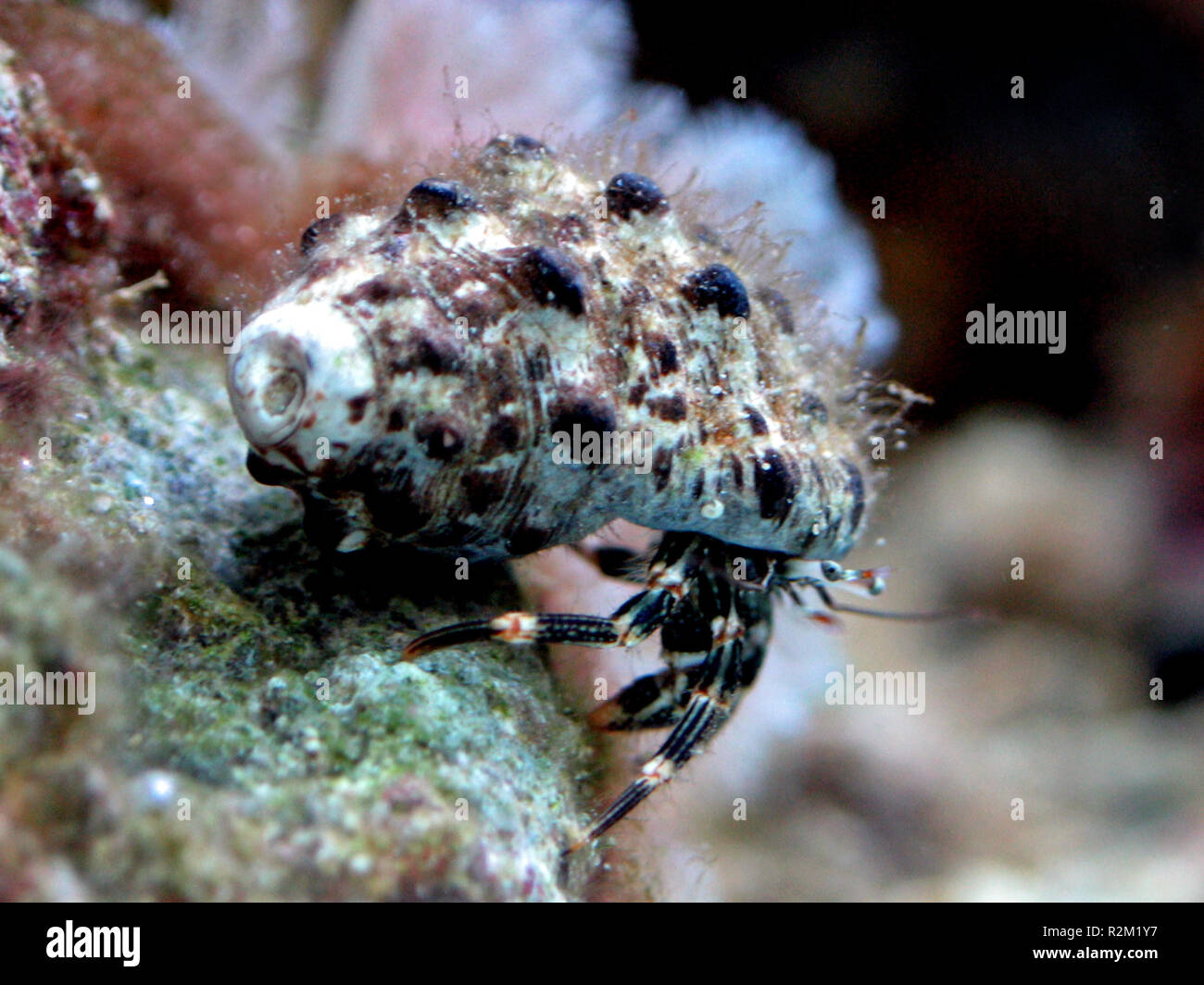 Clibanarius hi-res stock photography and images - Alamy