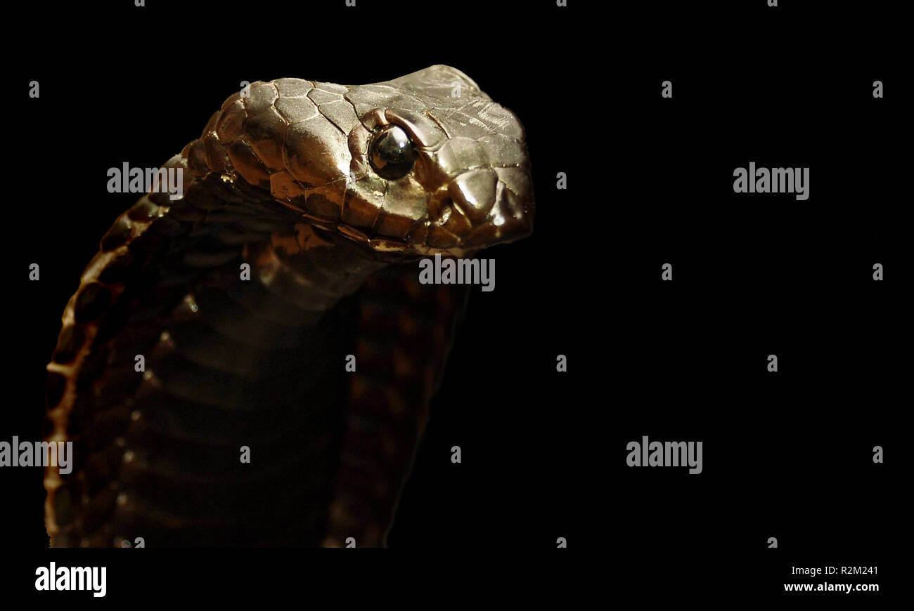 King Cobra Wallpaper For Desktop