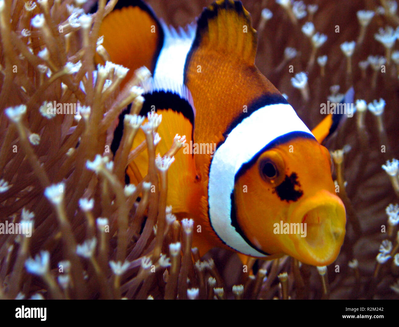 Hallooooo hi-res stock photography and images - Alamy