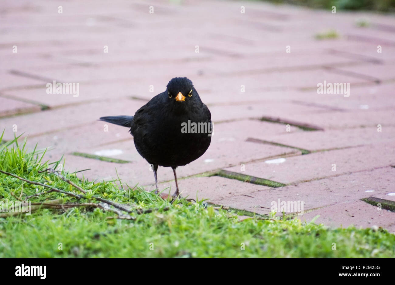 Peep bird hi-res stock photography and images - Alamy