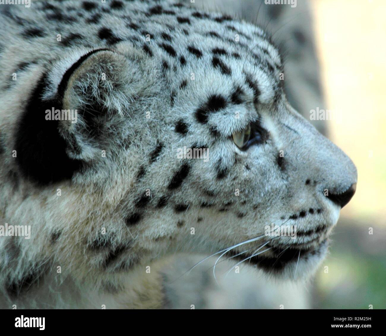 Shy rare snow leopard hi-res stock photography and images - Alamy