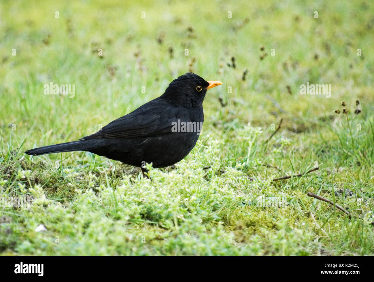 Peep bird hi-res stock photography and images - Alamy