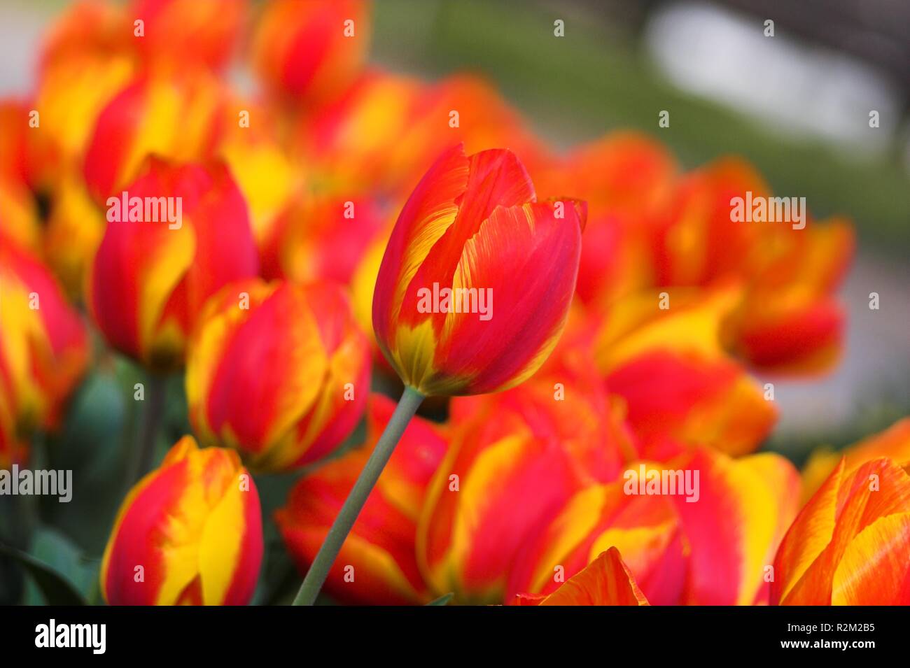Tulipa fiery orange hi-res stock photography and images - Alamy
