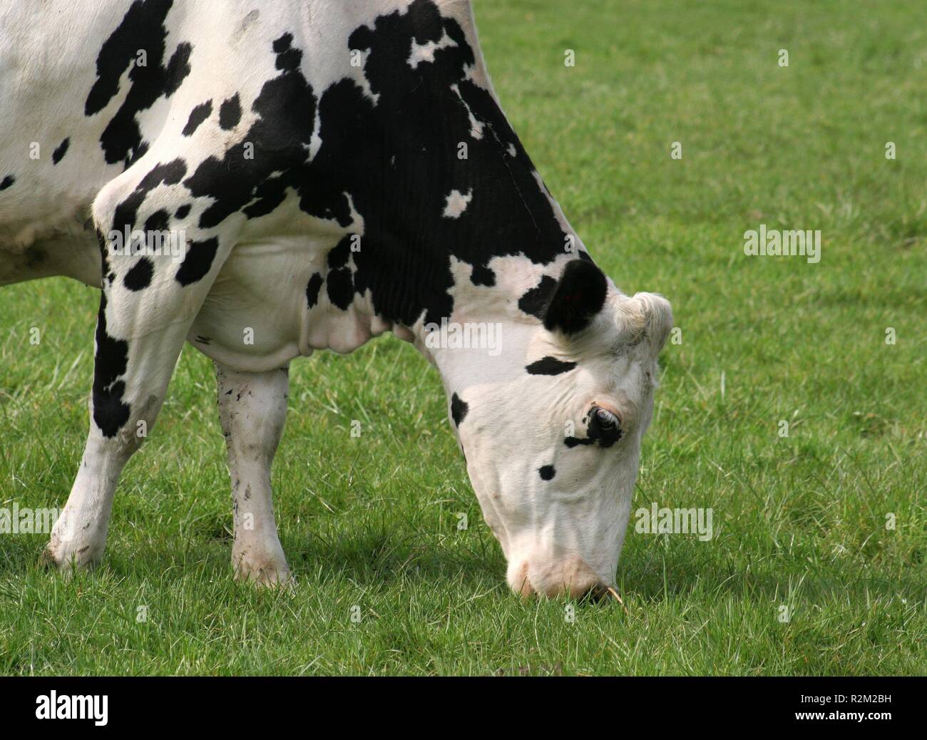 spring willow Stock Photo - Alamy