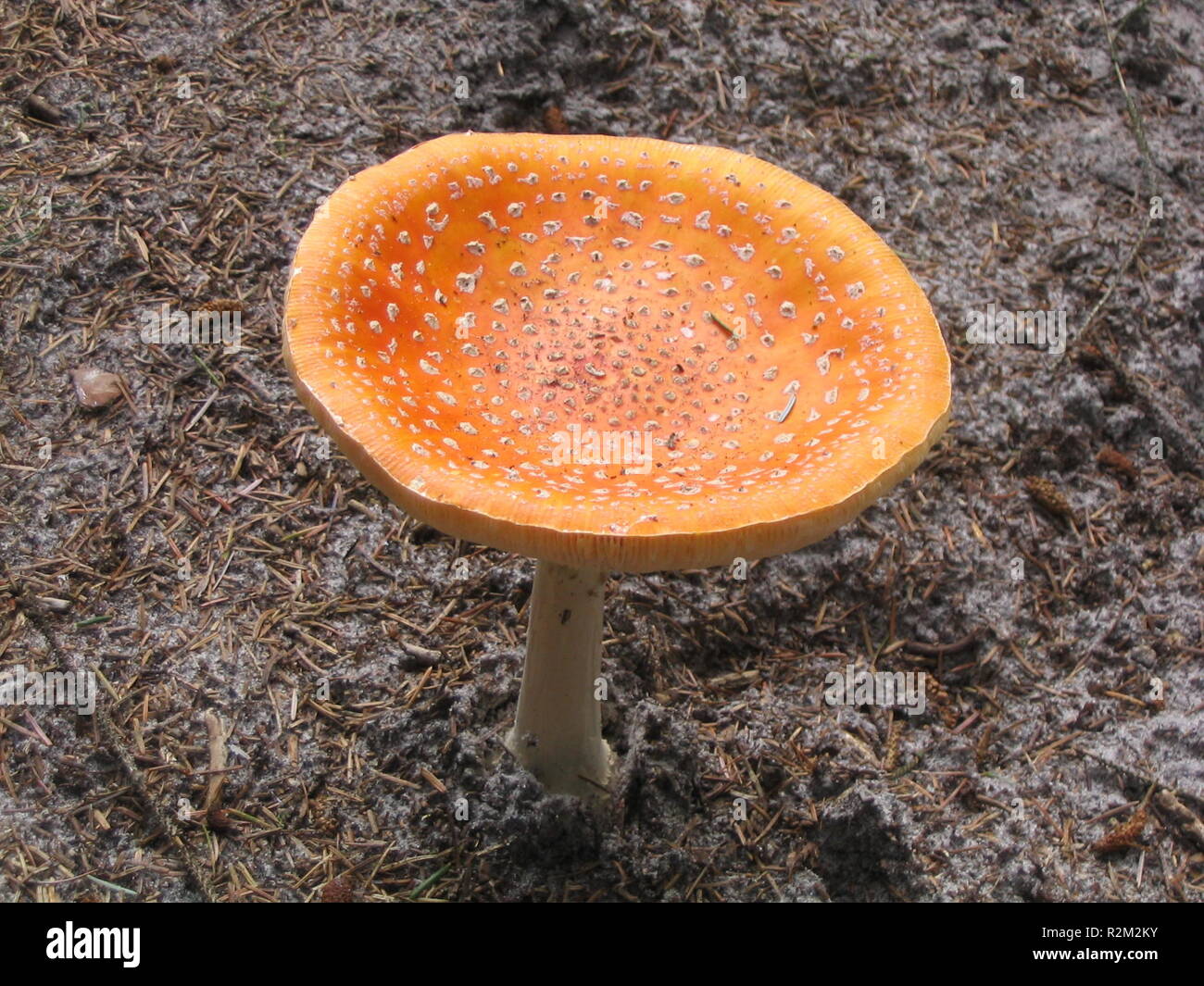 Deadly poisoning hi-res stock photography and images - Alamy