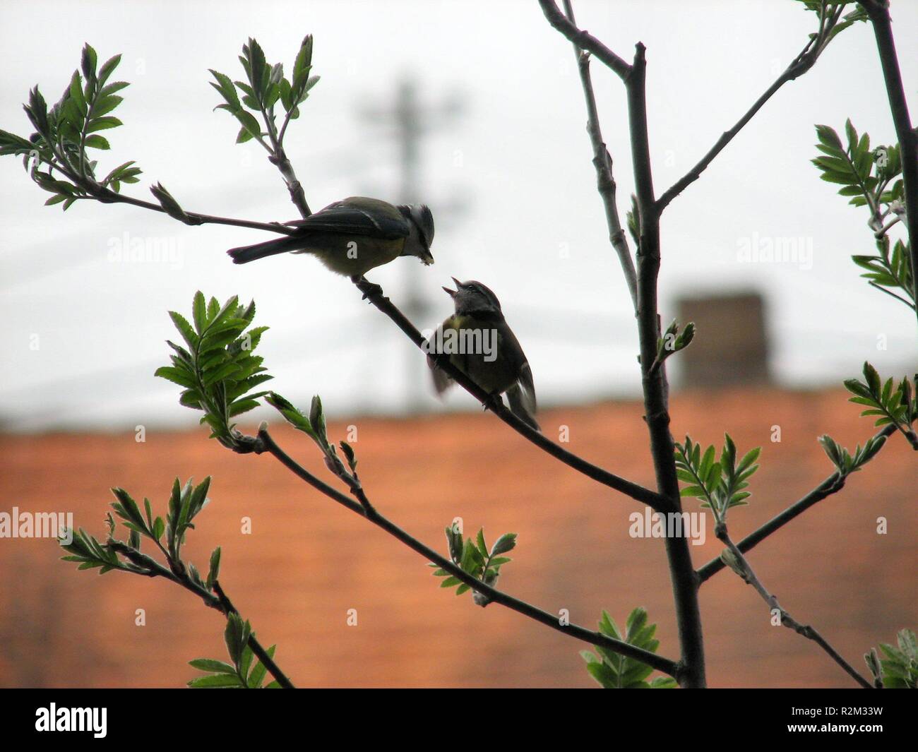 Fever bird hi-res stock photography and images - Alamy
