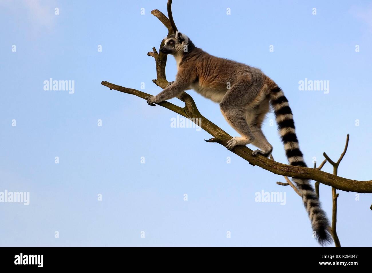 everything under control Stock Photo - Alamy