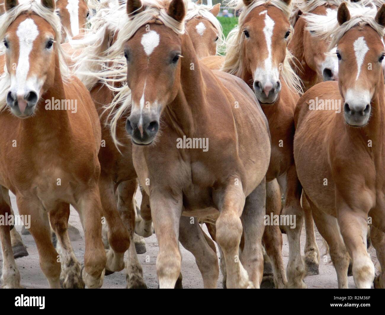 Haflinger pony hi-res stock photography and images - Alamy