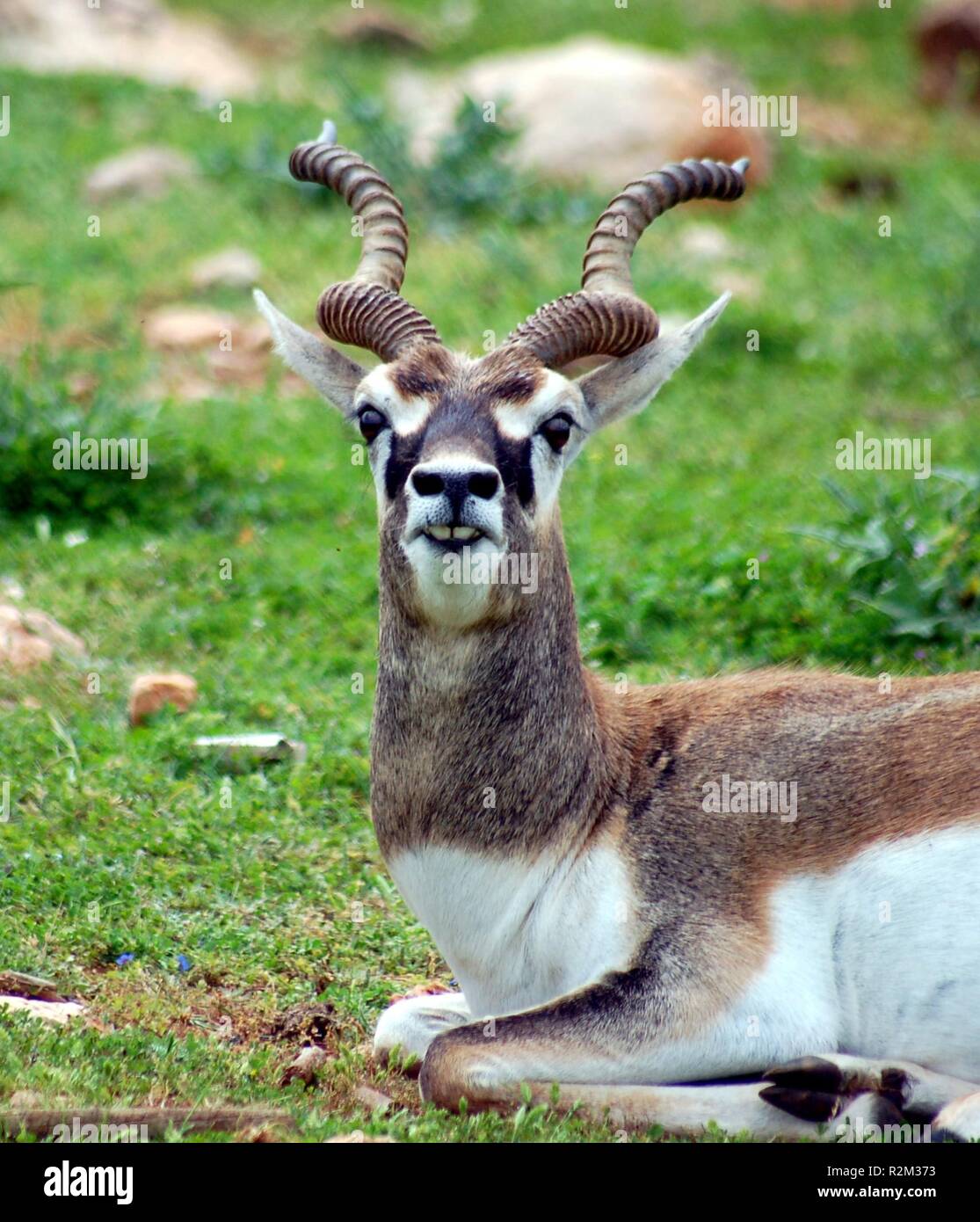 Buck teeth hi-res stock photography and images - Alamy