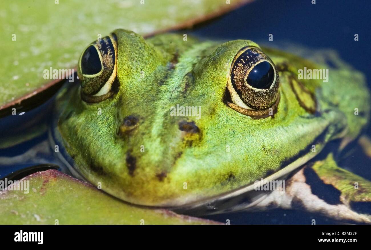 Frog at fair hi-res stock photography and images - Alamy