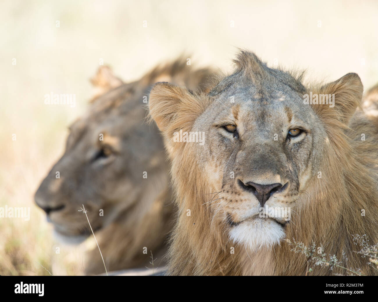 Lion lying in the shade Stock Photo - Alamy