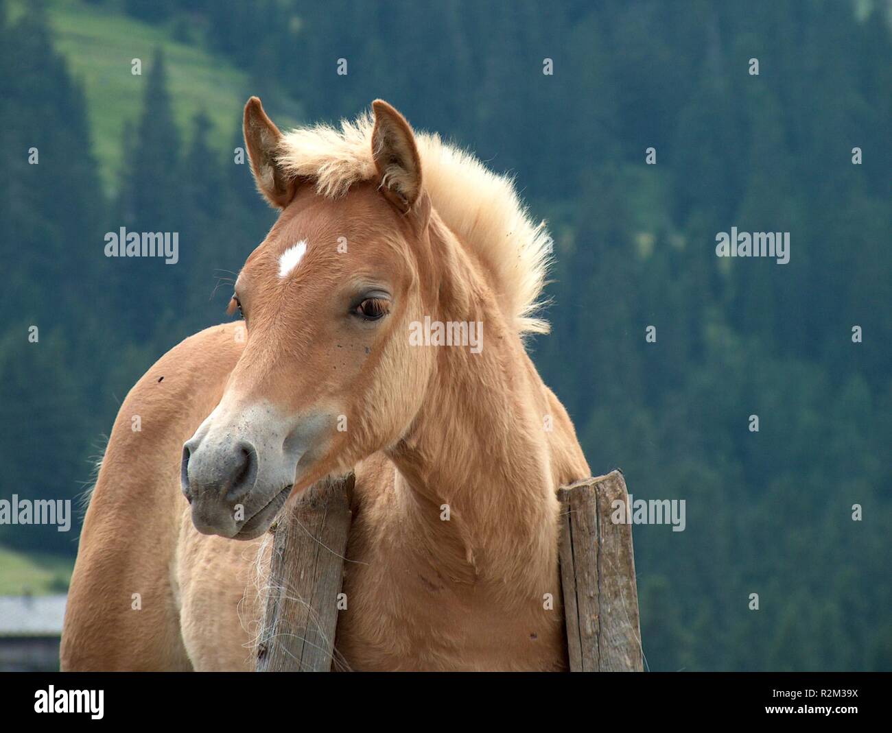 Seiser alm haflinger hi-res stock photography and images - Alamy