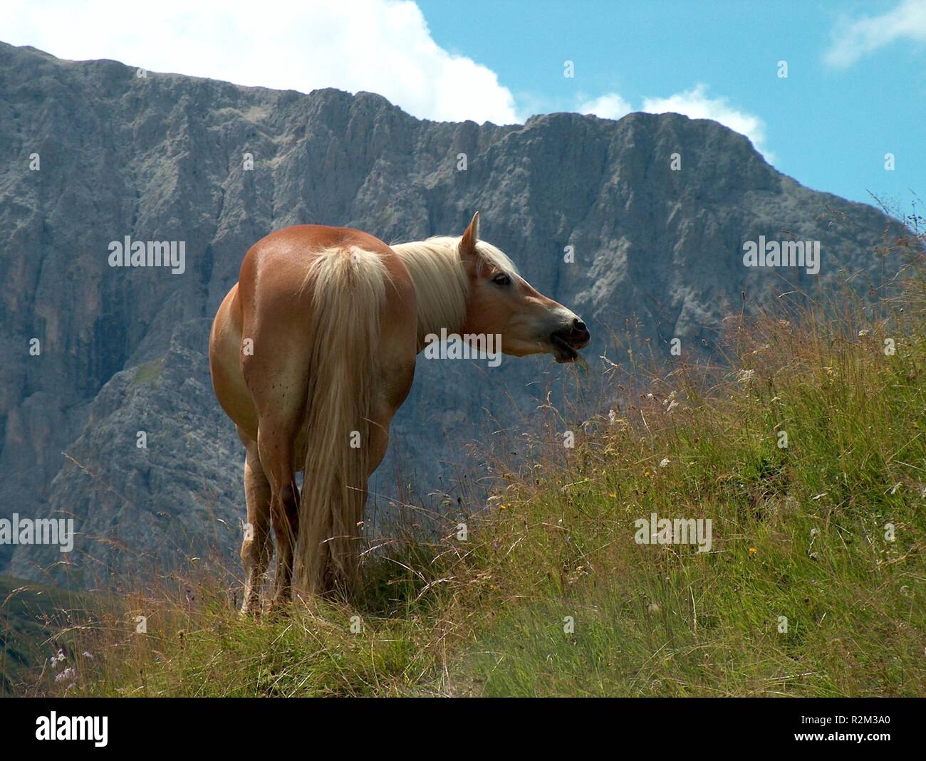 on the alm Stock Photo - Alamy
