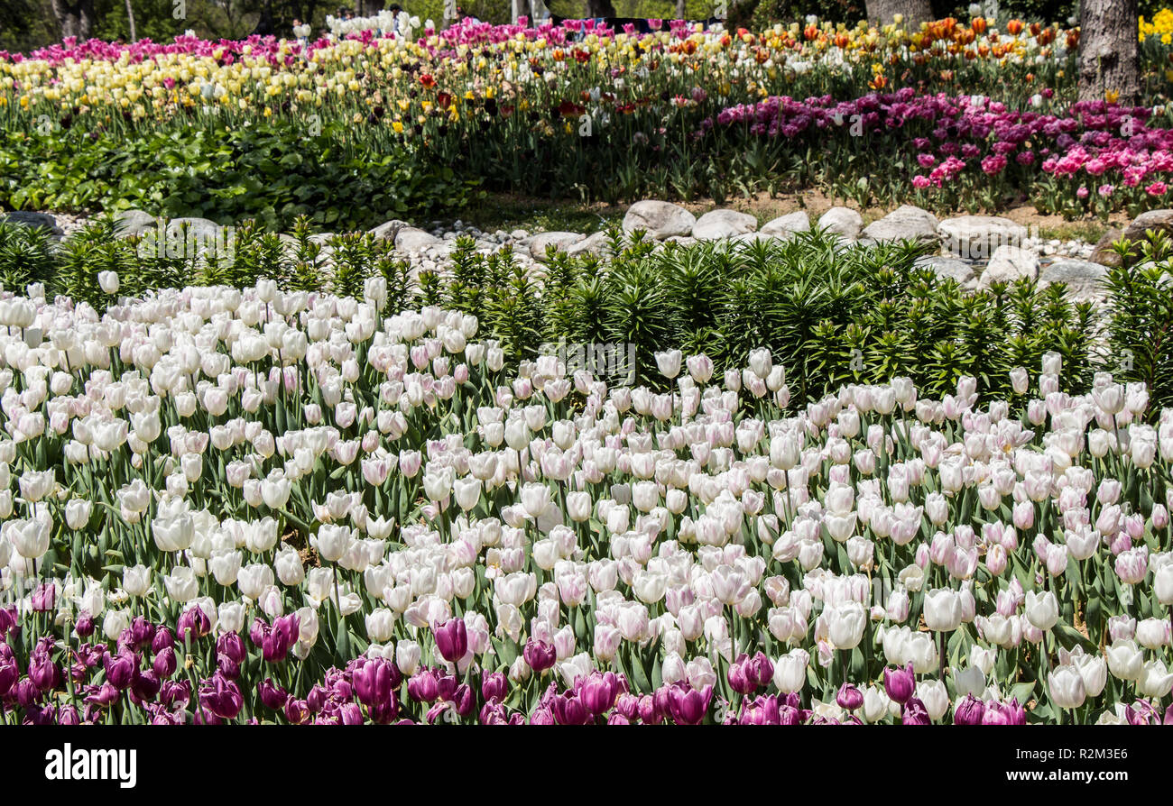 Colorful tulip flowers bloom in the spring garden Stock Photo - Alamy