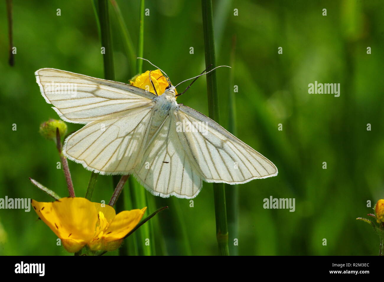 Siona lineata hi-res stock photography and images - Alamy