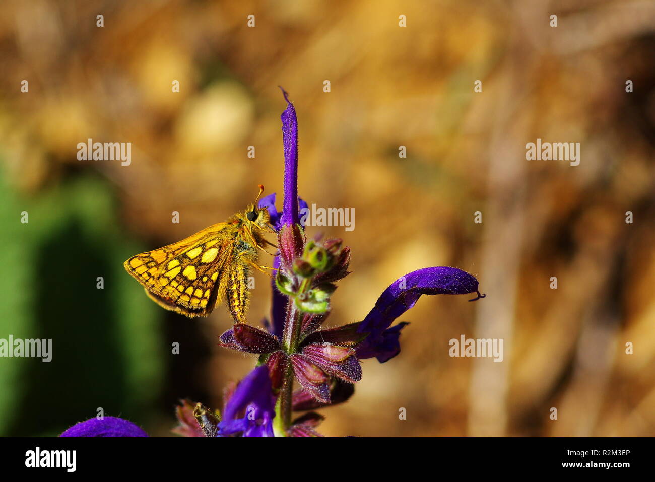 Checkered animals hi-res stock photography and images - Alamy