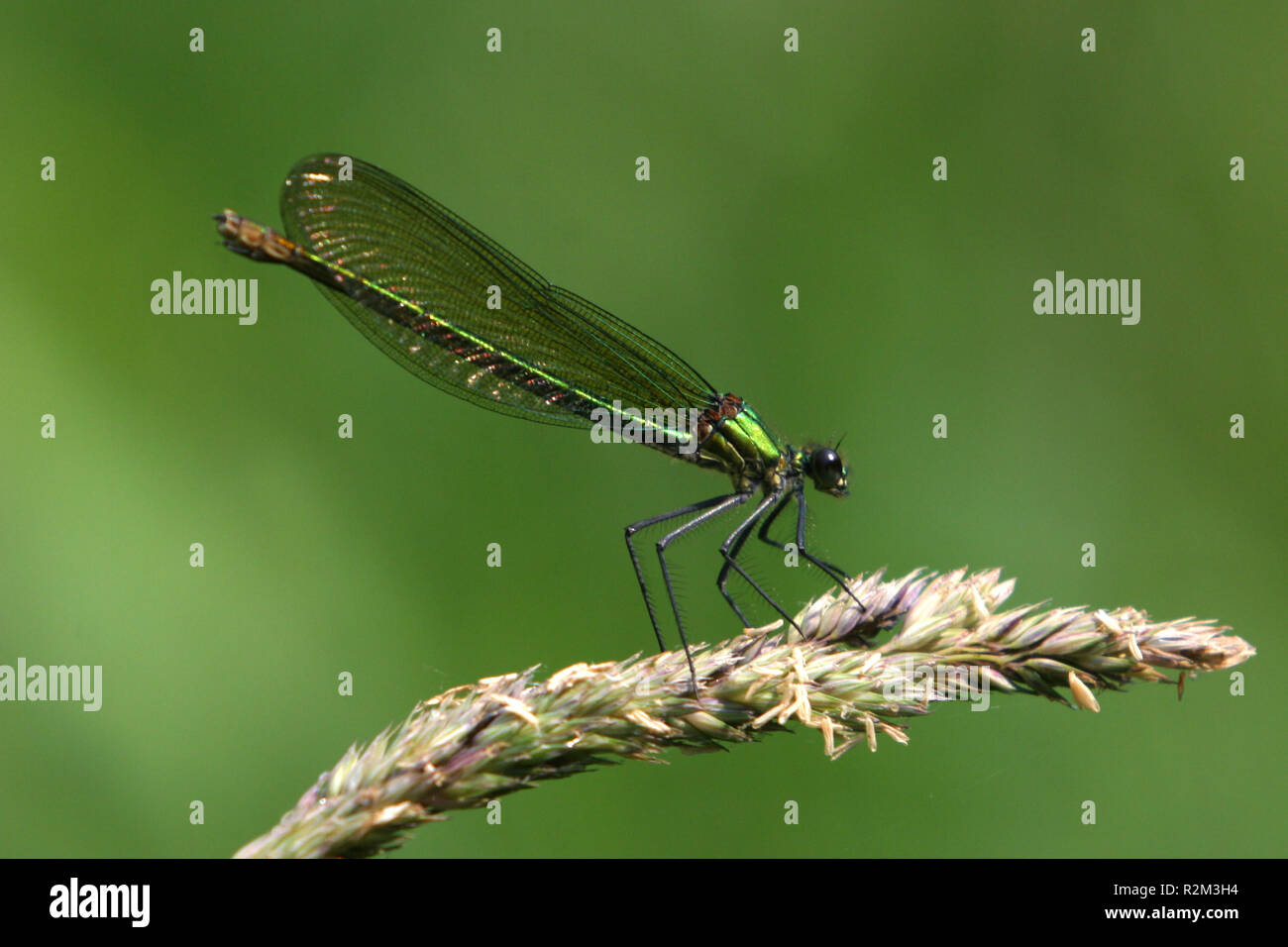 Ear insects hi-res stock photography and images - Alamy