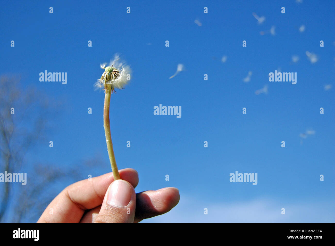 pusteblume in the wind Stock Photo - Alamy