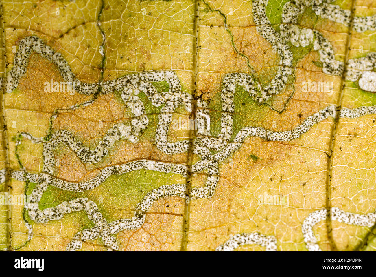 The track or trail left by the larva of a tiny leaf-miner moth in a ...