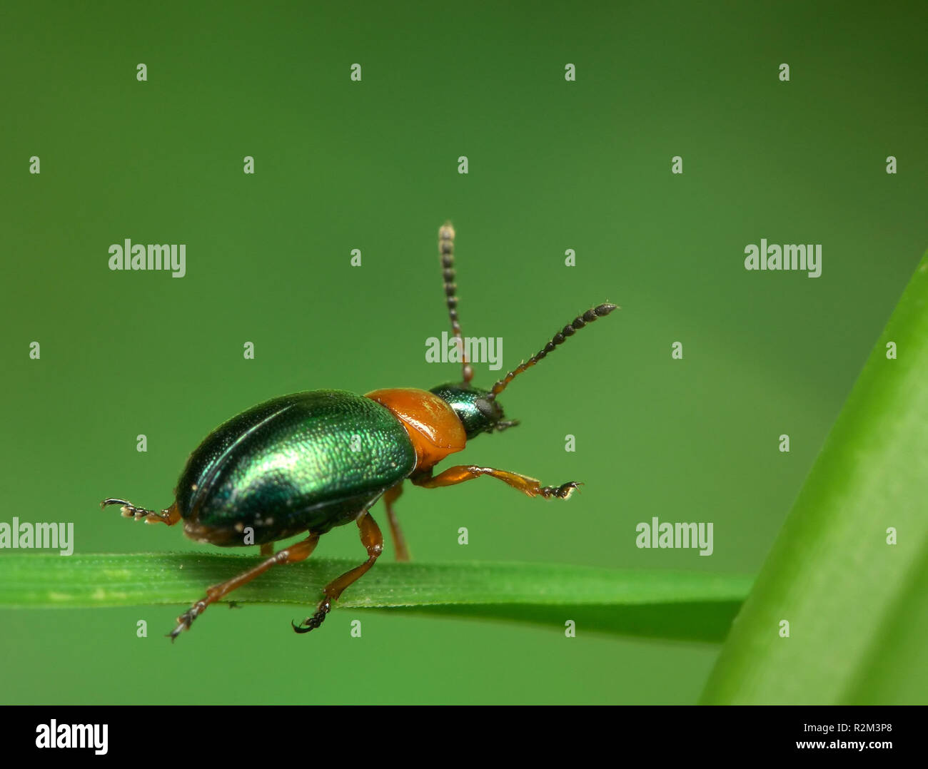 green blue splendor beetle (3 Stock Photo - Alamy