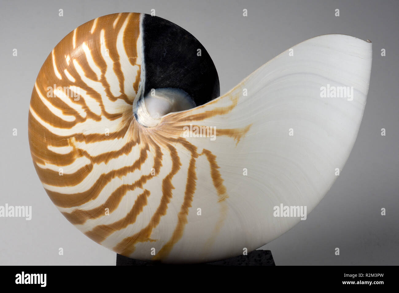 A shell of a Nautilus pompilius Stock Photo - Alamy