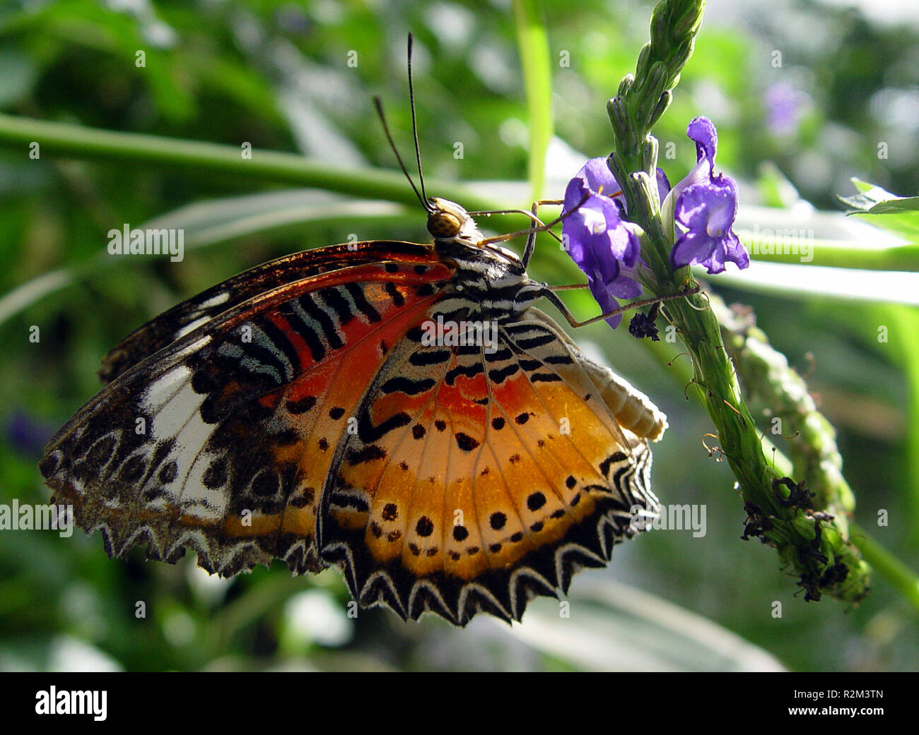leopard net wings Stock Photo - Alamy