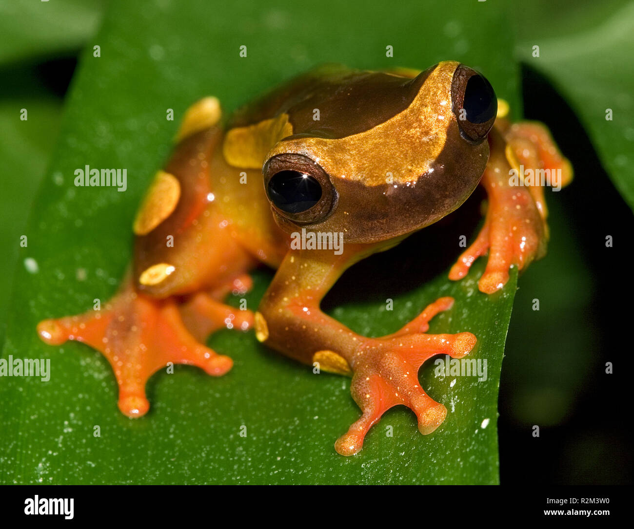 Froschhaut hi-res stock photography and images - Alamy