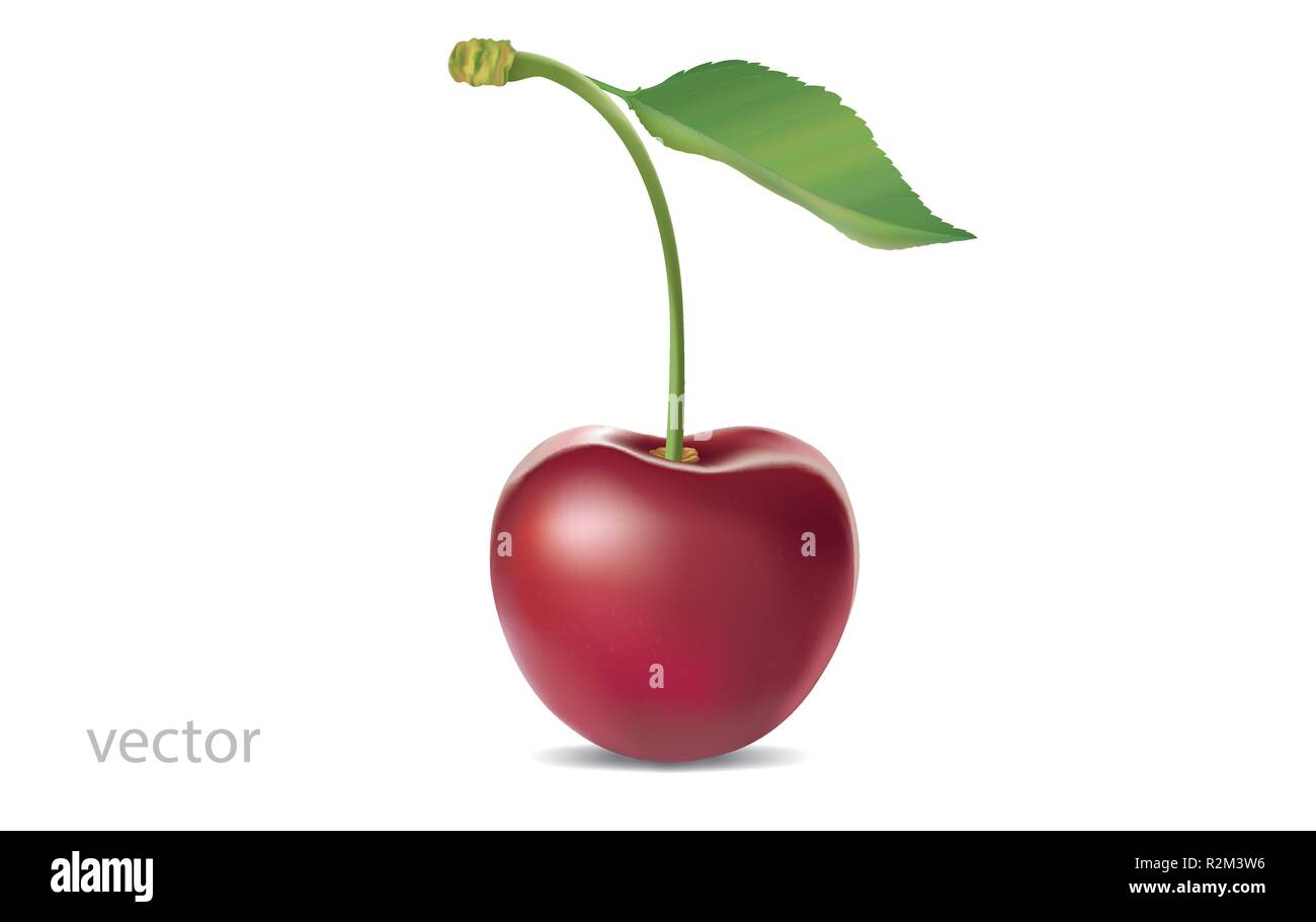 Realistic ripe cherry with green leaf on a white background with ...