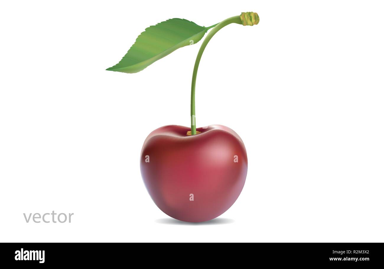 Realistic ripe cherry with green leaf on a white background with ...
