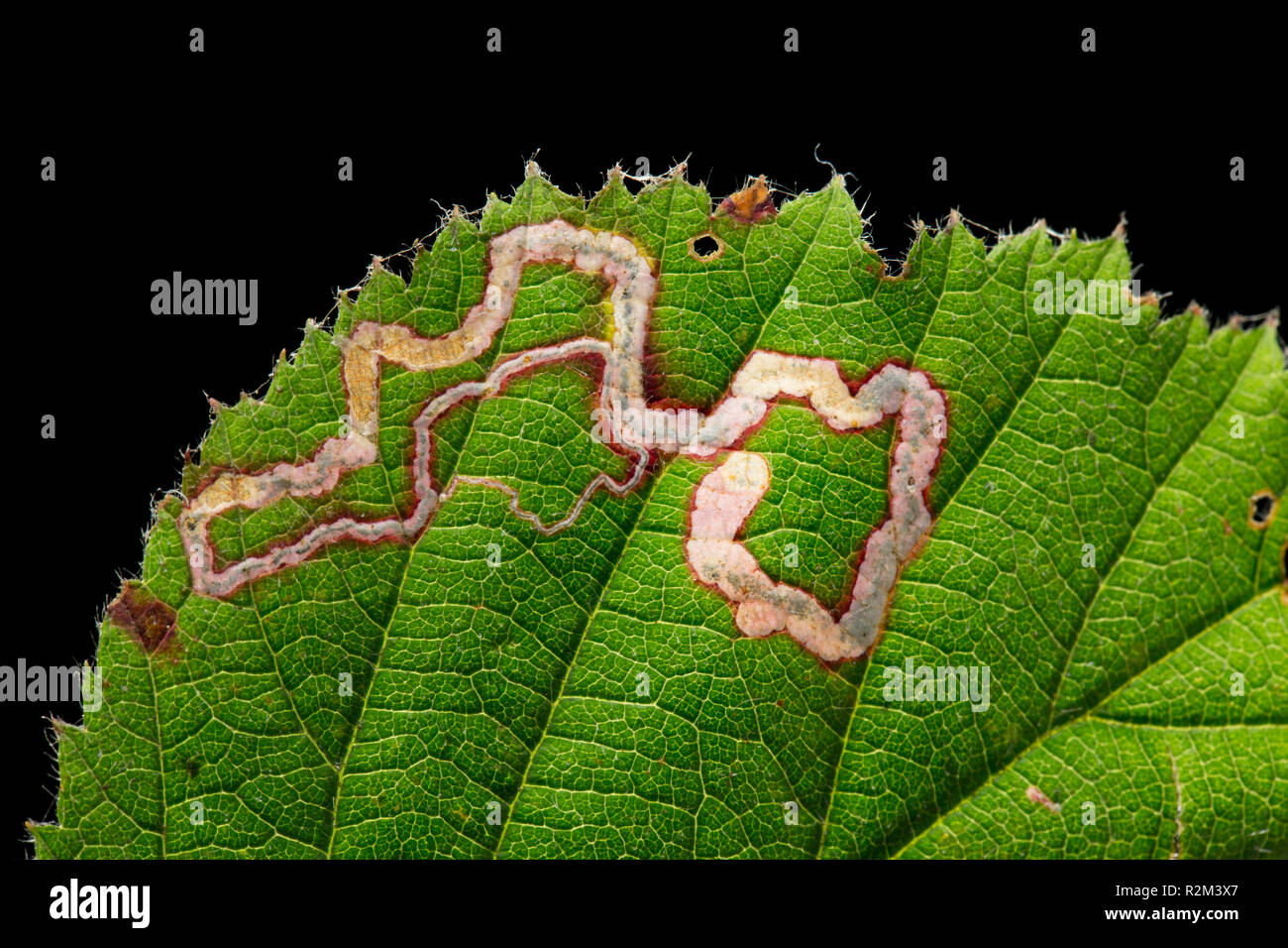 The track or trail left by the larva of a tiny leaf-miner moth in a ...