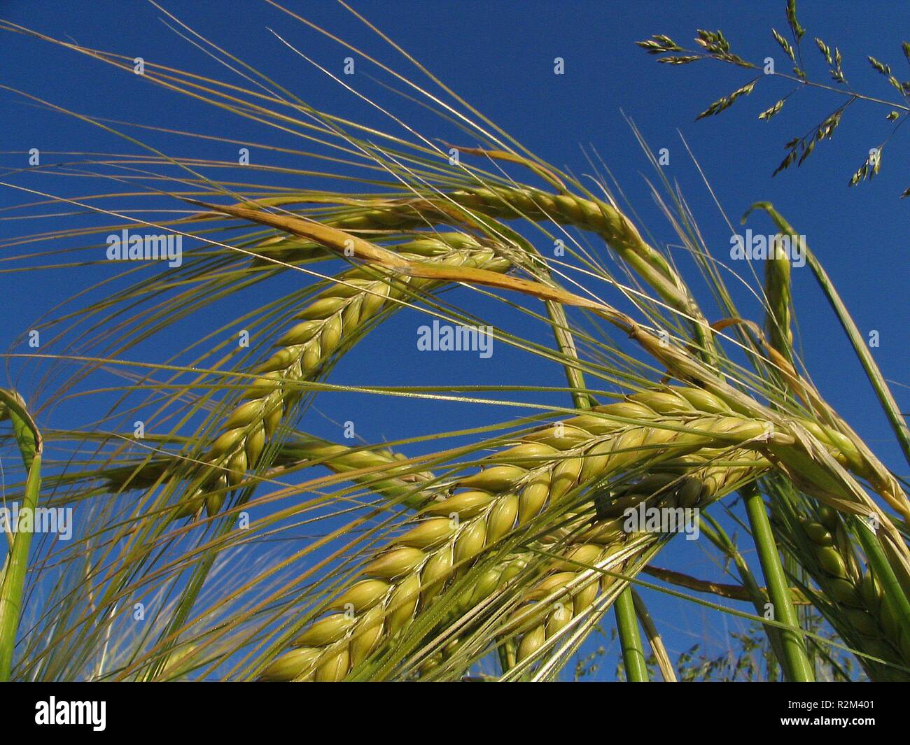 the ear of barley Stock Photo - Alamy