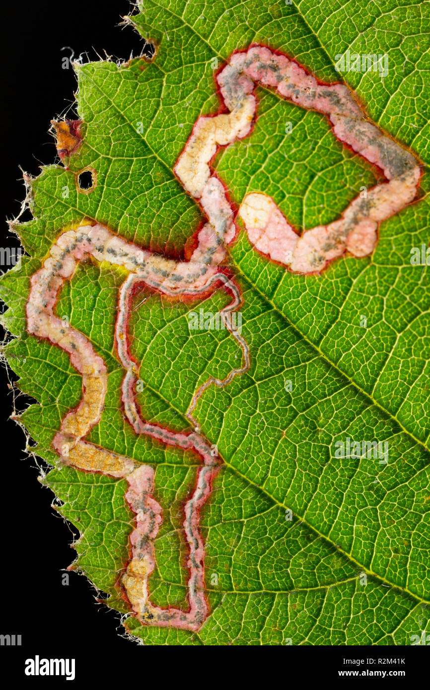 The track or trail left by the larva of a tiny leaf-miner moth in a ...