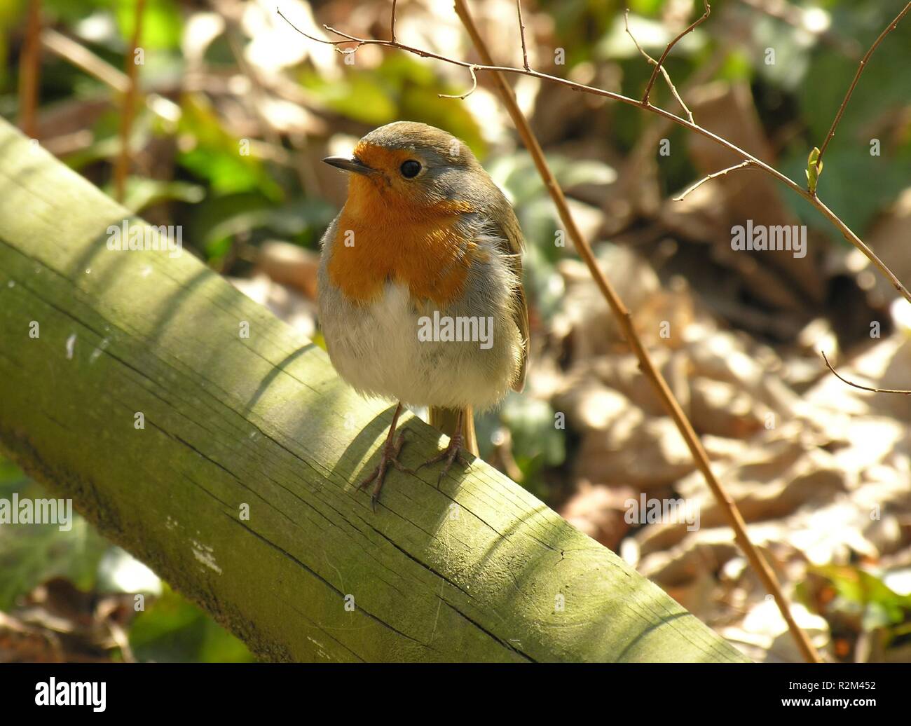 robin in spring Stock Photo - Alamy