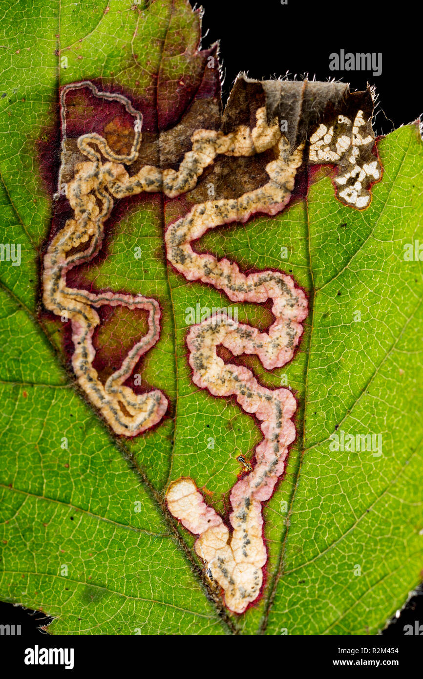 The track or trail left by the larva of a tiny leaf-miner moth in a ...