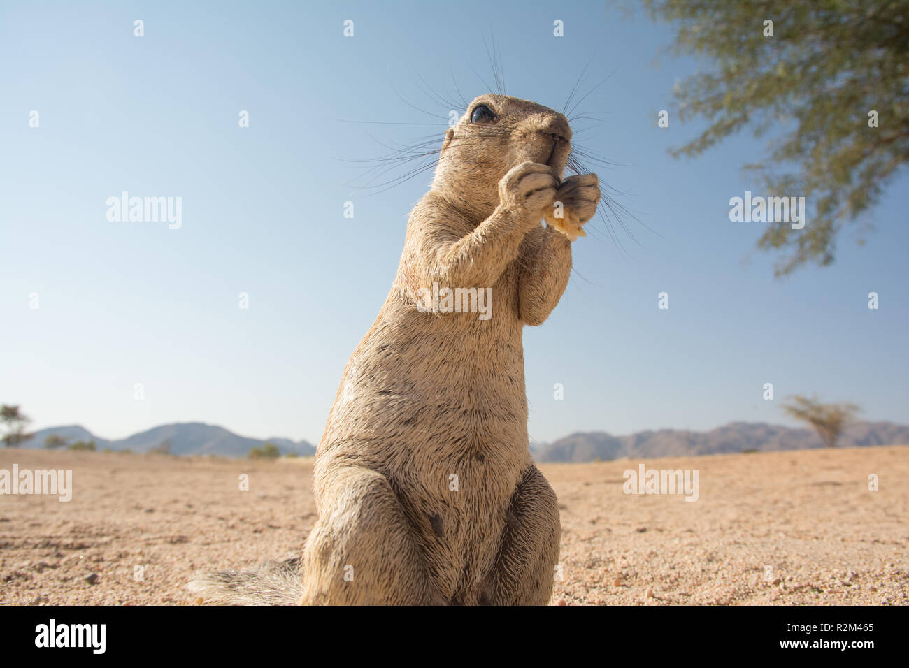 Close up Pictures of ground squirrel Stock Photo - Alamy
