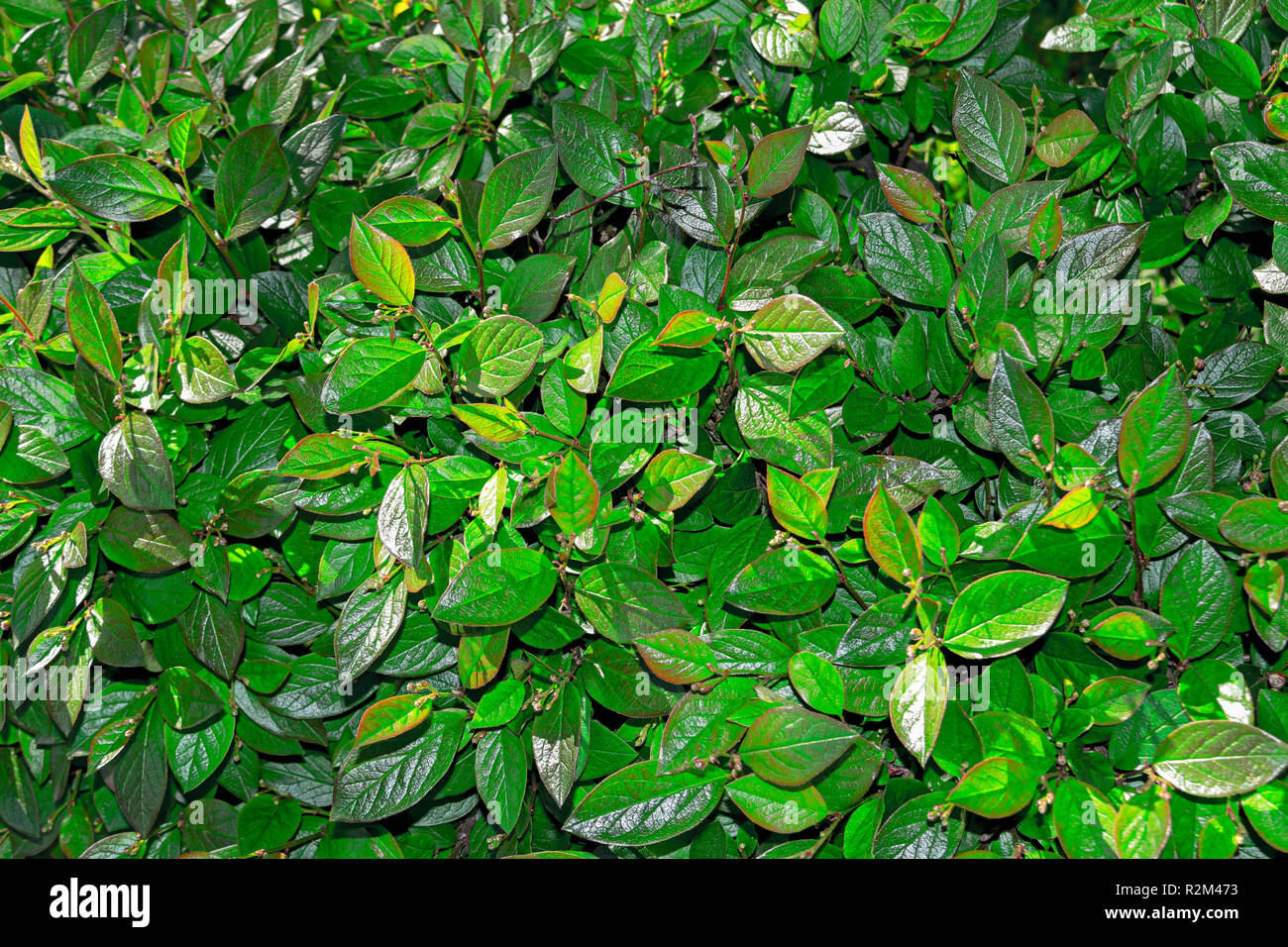Green summer foliage close-up background Stock Photo - Alamy