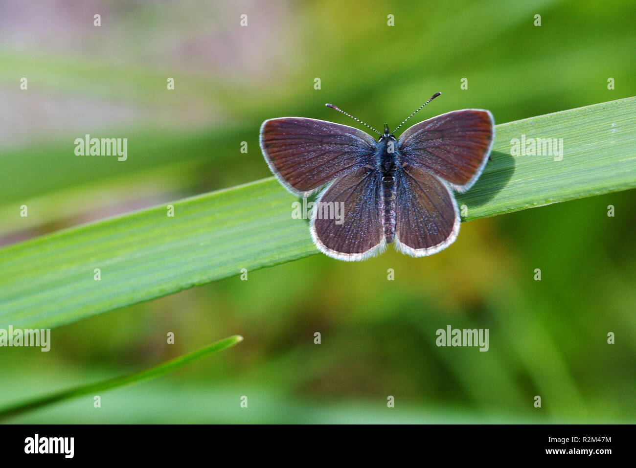 Dwarf blue butterfly hi-res stock photography and images - Alamy