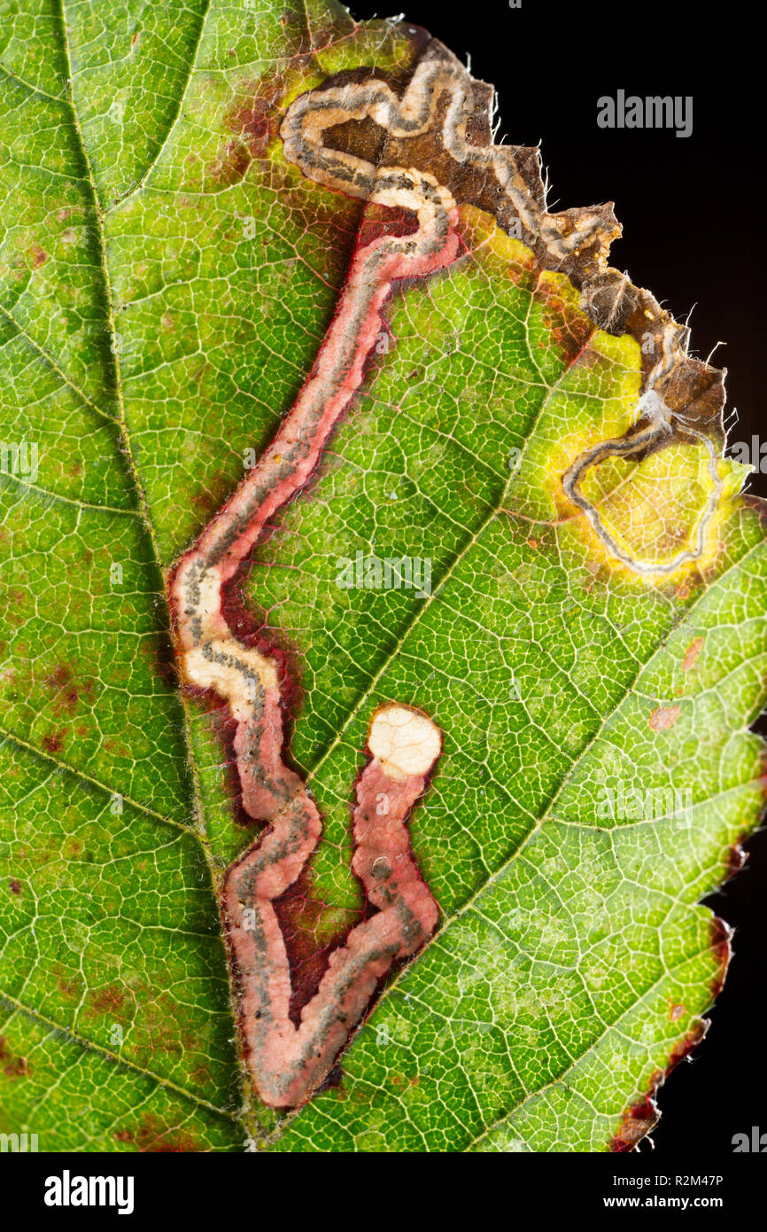 The track or trail left by the larva of a tiny leaf-miner moth in a ...