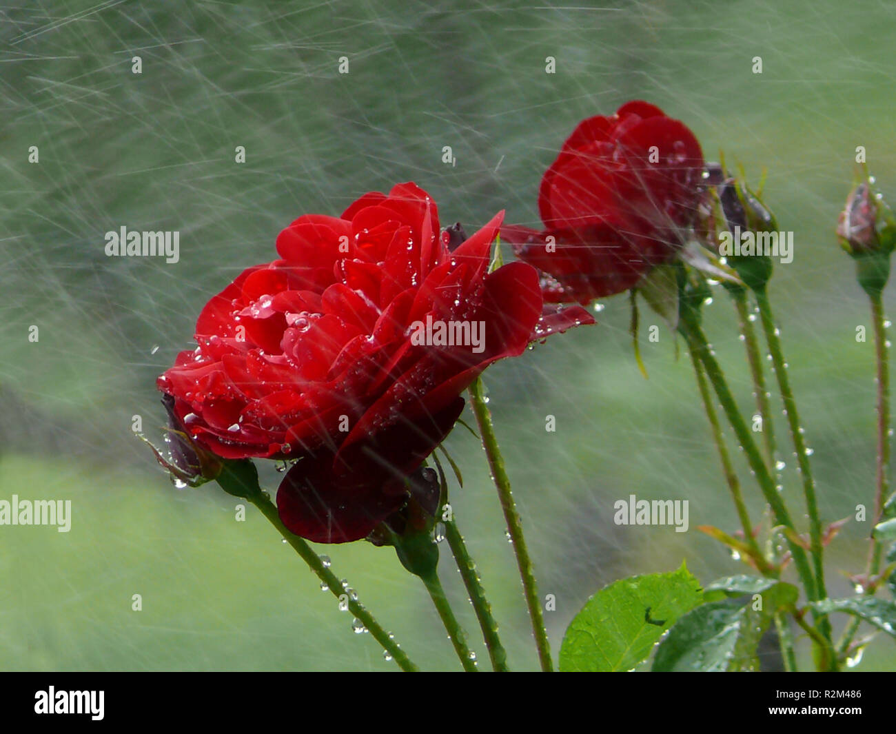 red roses in the rain Stock Photo - Alamy