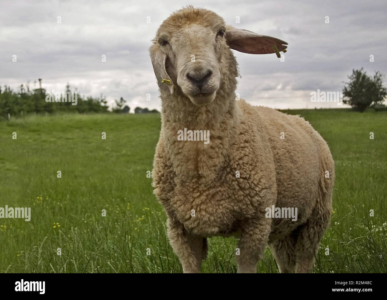 colorful sheep Stock Photo - Alamy