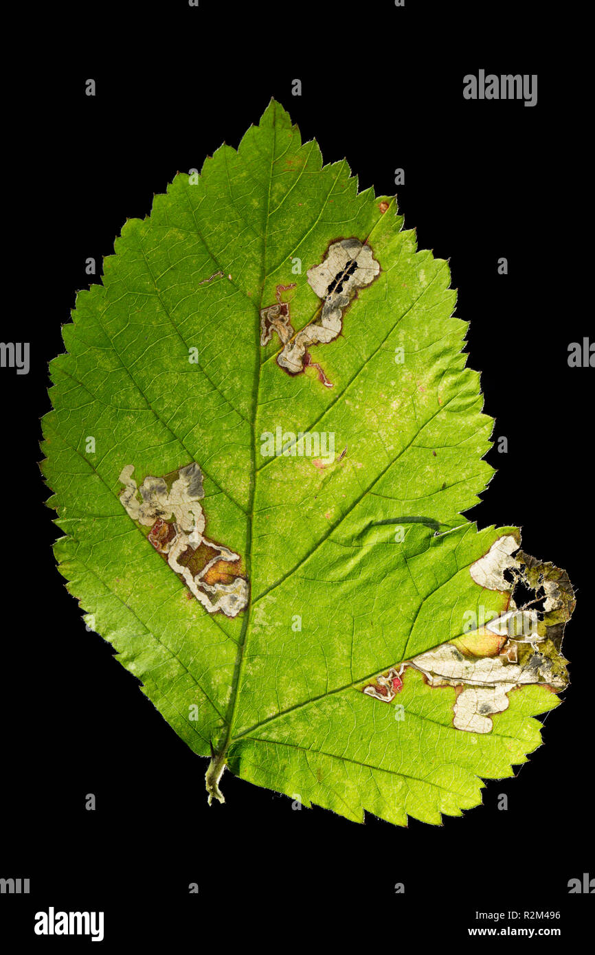 The track or trail left by the larva of a tiny leaf-miner moth in a ...