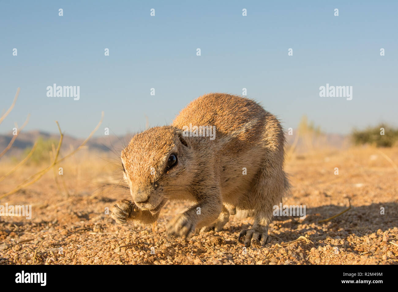 Close up Pictures of ground squirrel Stock Photo - Alamy