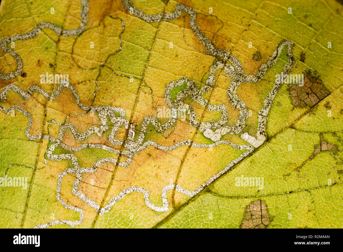 The track or trail left by the larva of a tiny leaf-miner moth in a ...
