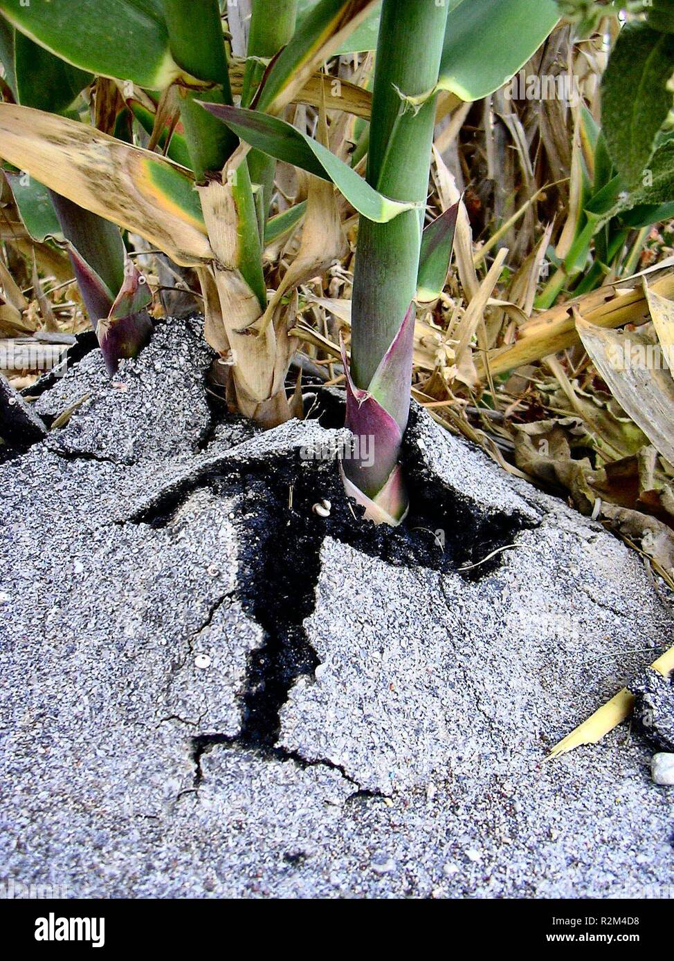 Bamboo damage hi-res stock photography and images - Alamy