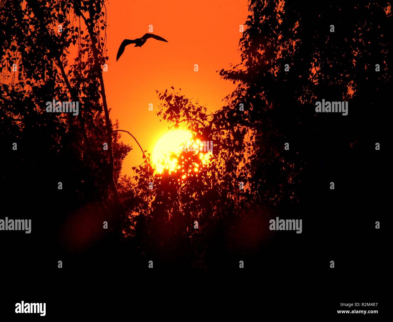 morning sun with bird Stock Photo - Alamy