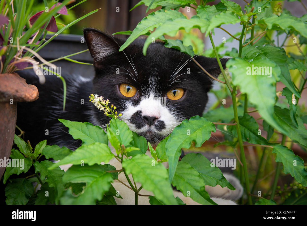 Cat peeking out through green foliage Stock Photo - Alamy
