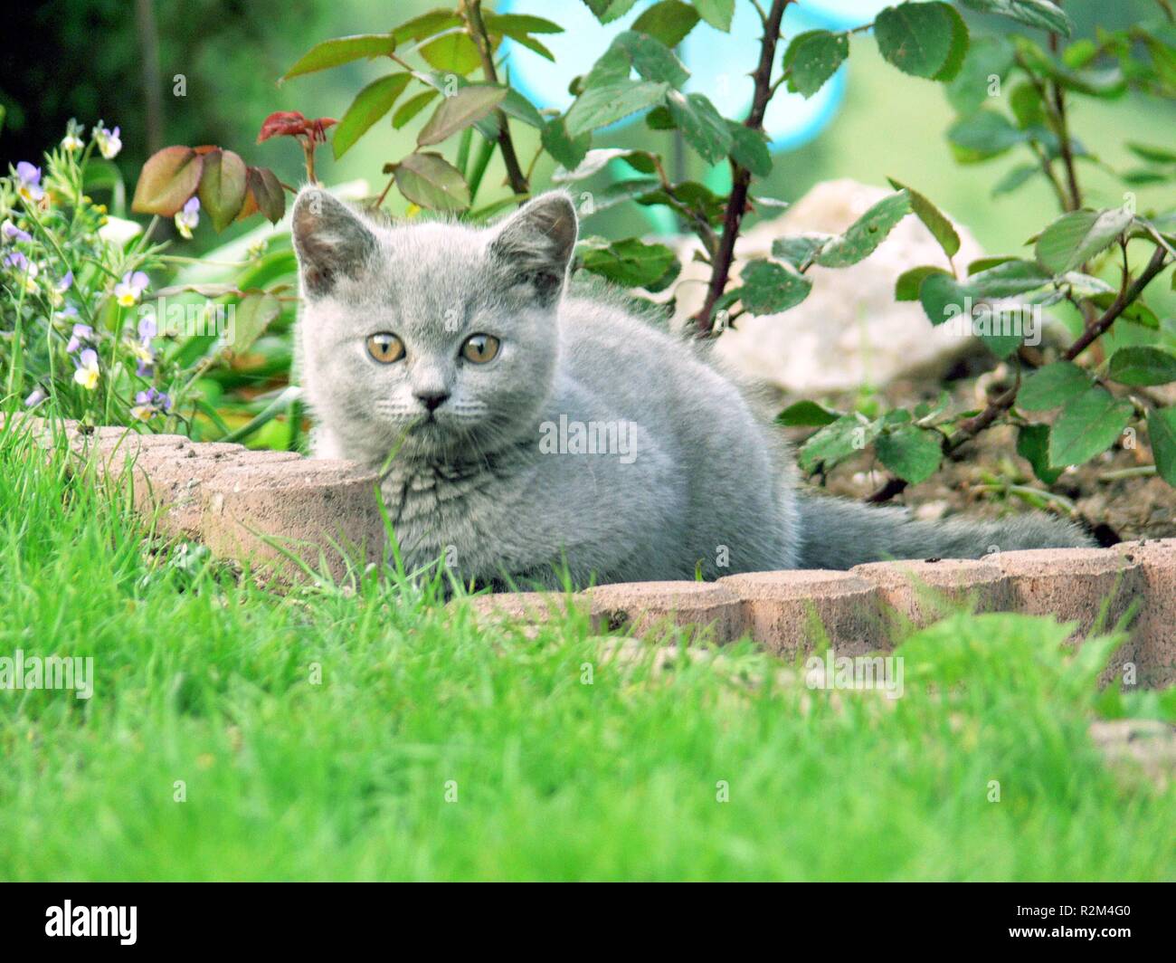 the little leo Stock Photo - Alamy